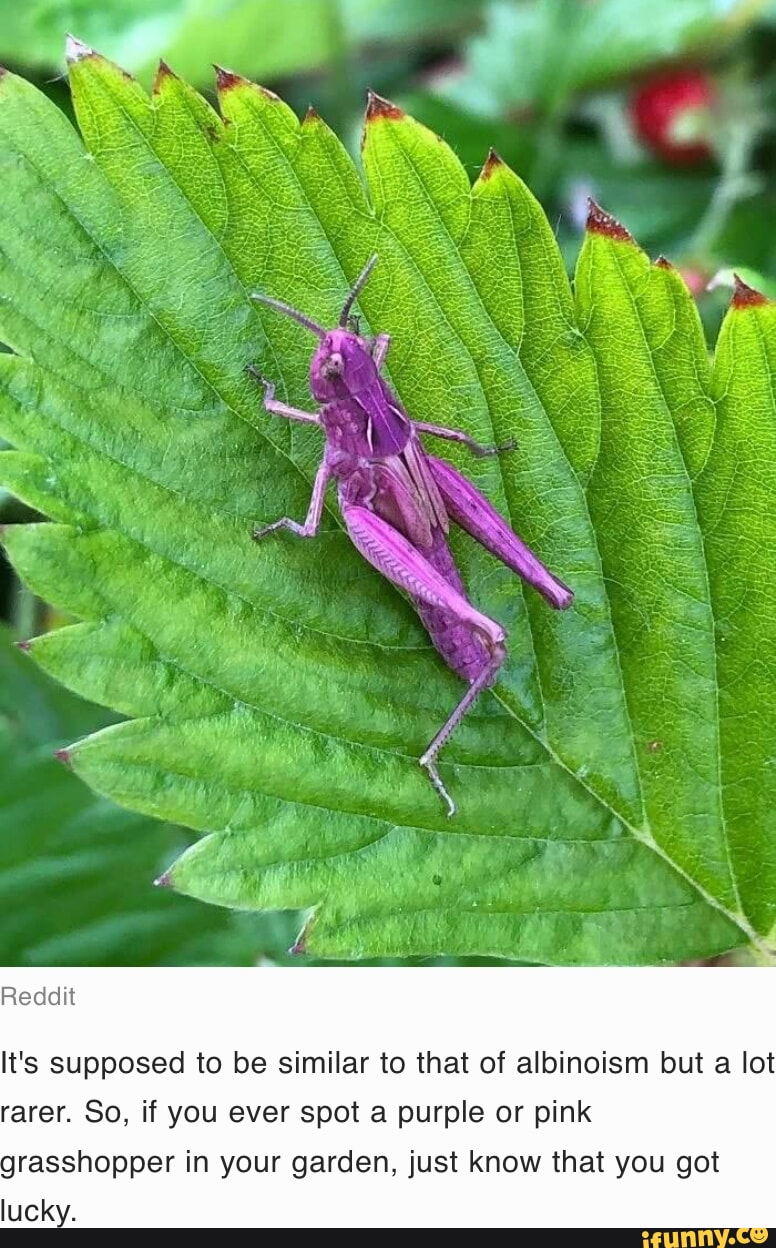 Grasshopper memes. Best Collection of funny Grasshopper pictures on iFunny