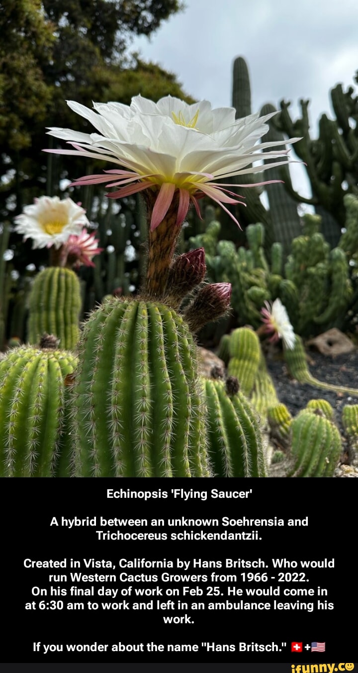 Cacti memes. Best Collection of funny Cacti pictures on iFunny