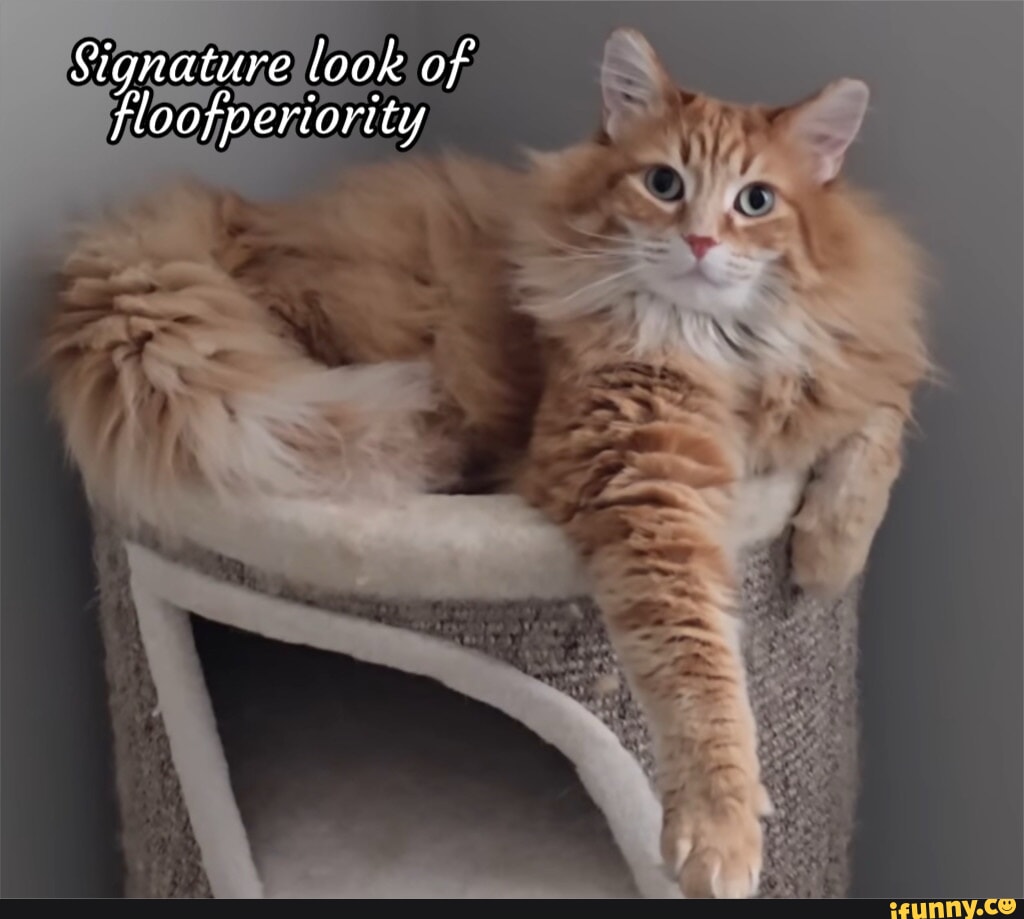 Floof memes. Best Collection of funny Floof pictures on iFunny