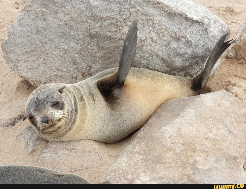 Namibian memes. Best Collection of funny Namibian pictures on iFunny