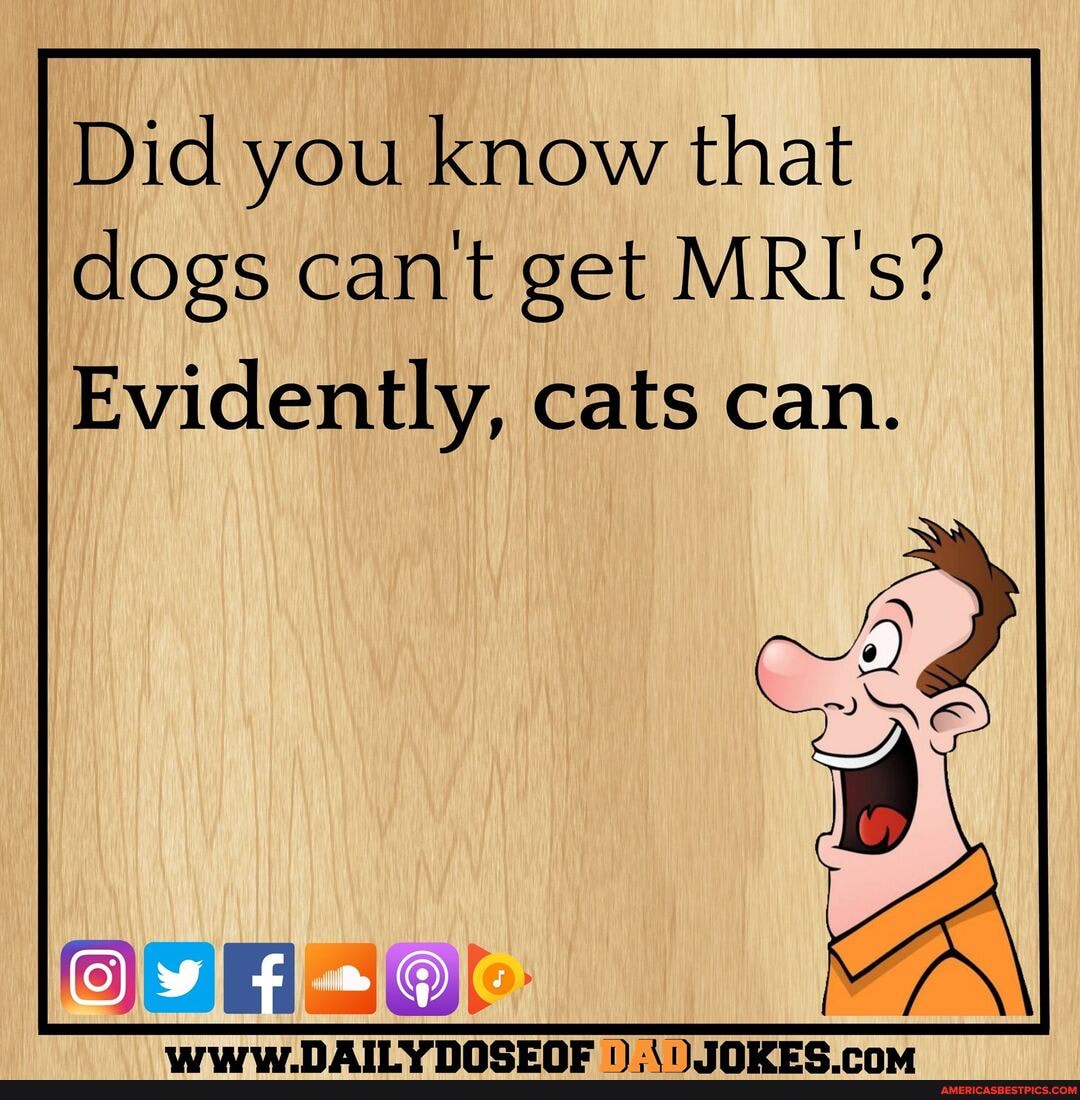 Did you know that dogs cant get MRI's? Evidently, cats can. - America’s ...
