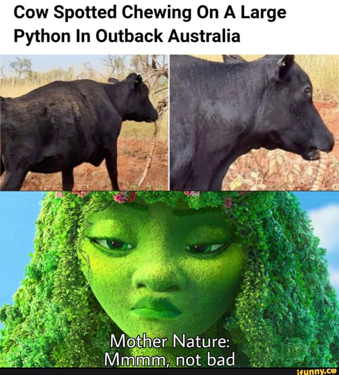 Cow Spotted Chewing On A Large Python In Outback Australia Mother ...