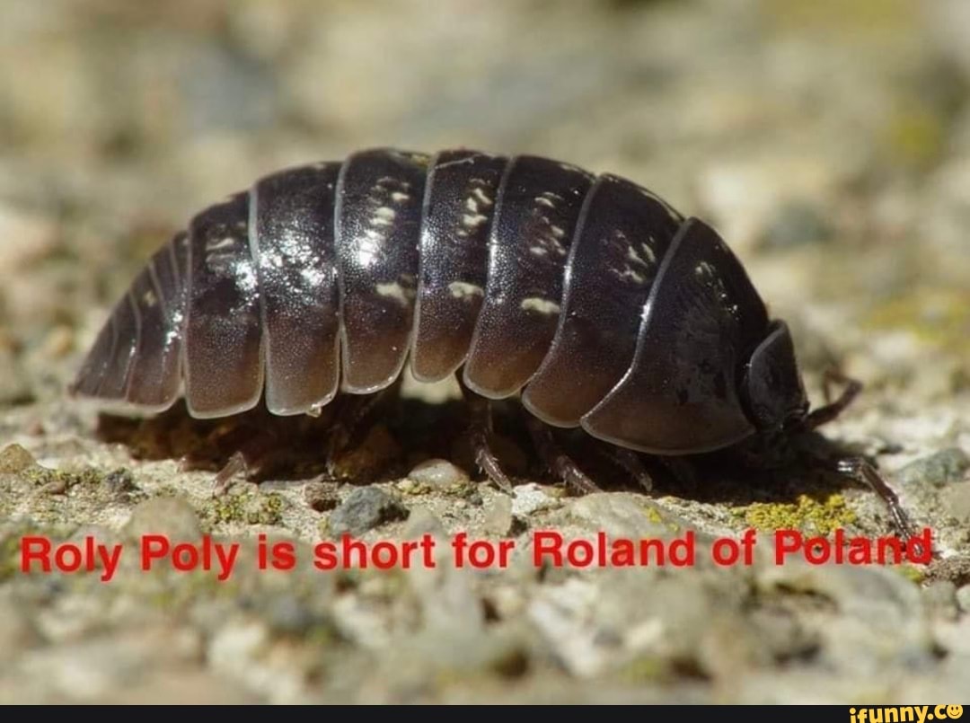 Poly memes. Best Collection of funny Poly pictures on iFunny