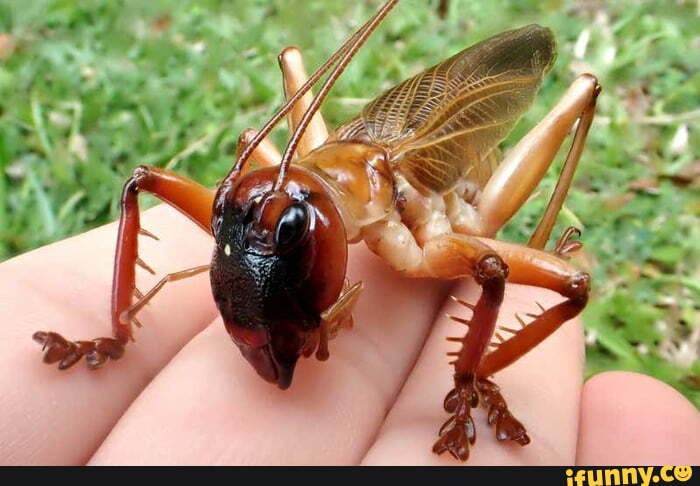 Cricket Insect Meme