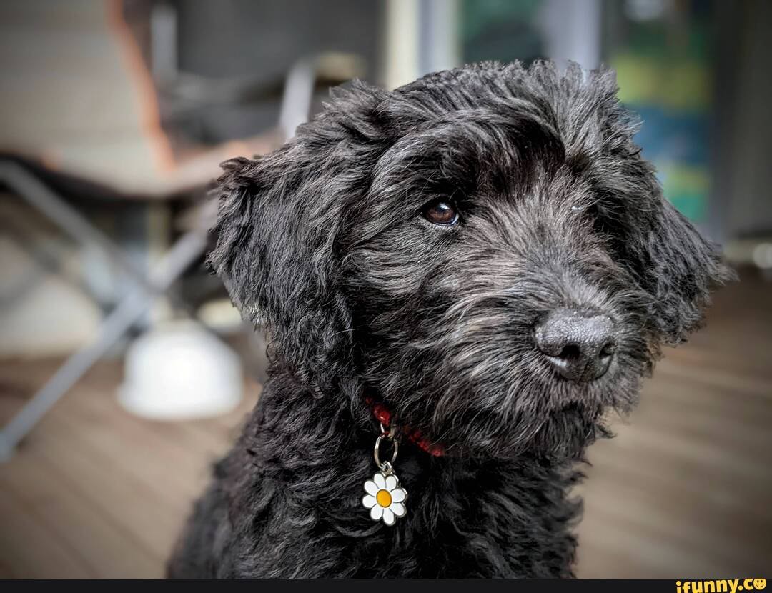 Groodle memes. Best Collection of funny Groodle pictures on iFunny