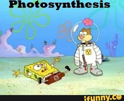 Photosynthesis memes. Best Collection of funny Photosynthesis pictures ...