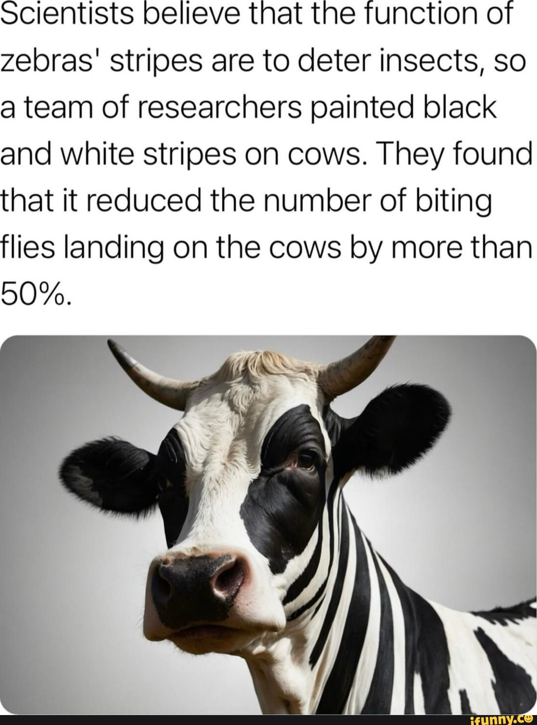 Zebras memes. Best Collection of funny Zebras pictures on iFunny