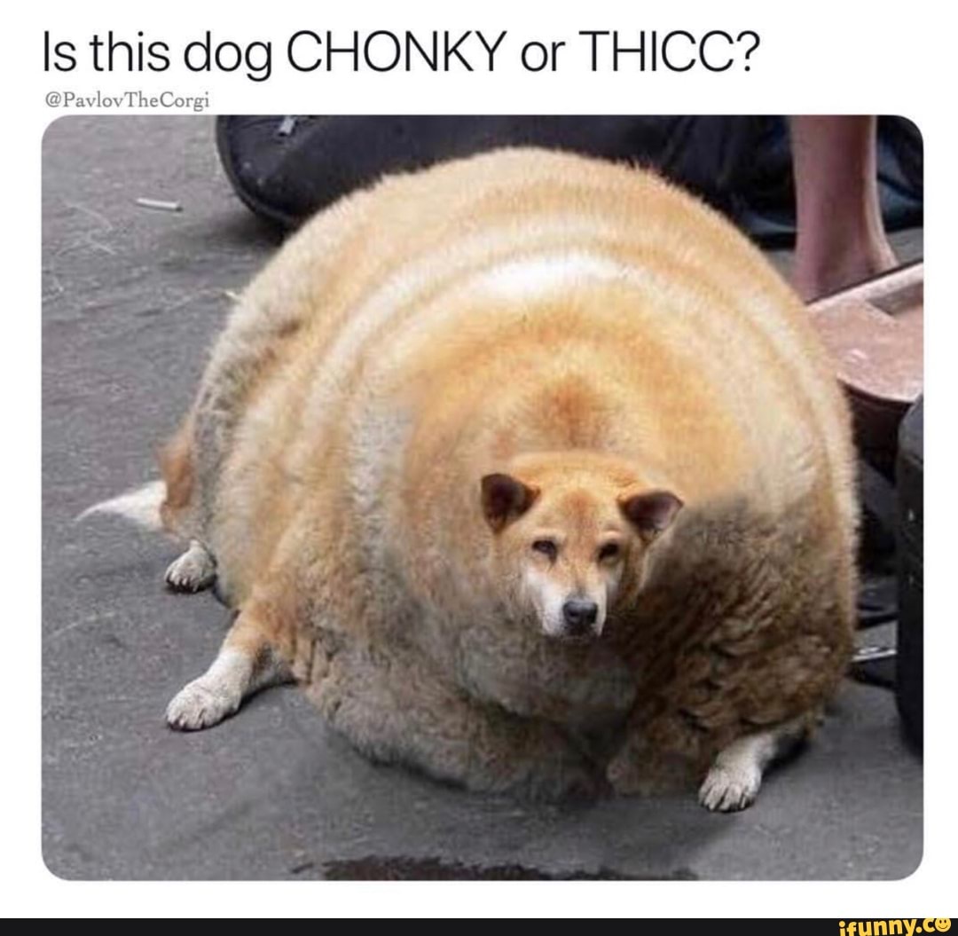 I; this dog CHONKY or THICC? - iFunny