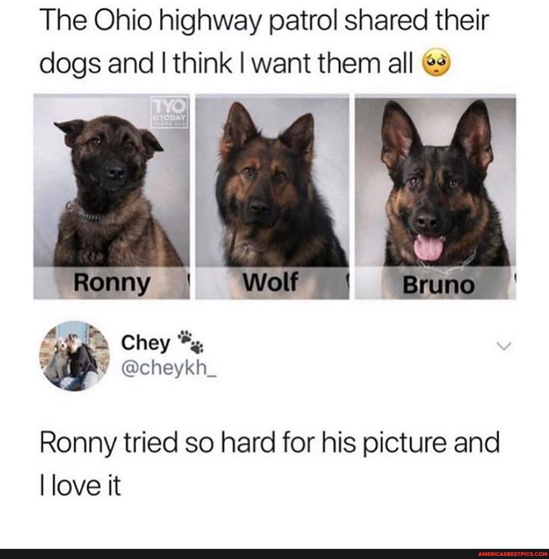 The Ohio highway patrol shared their dogs and I think I want them all ...