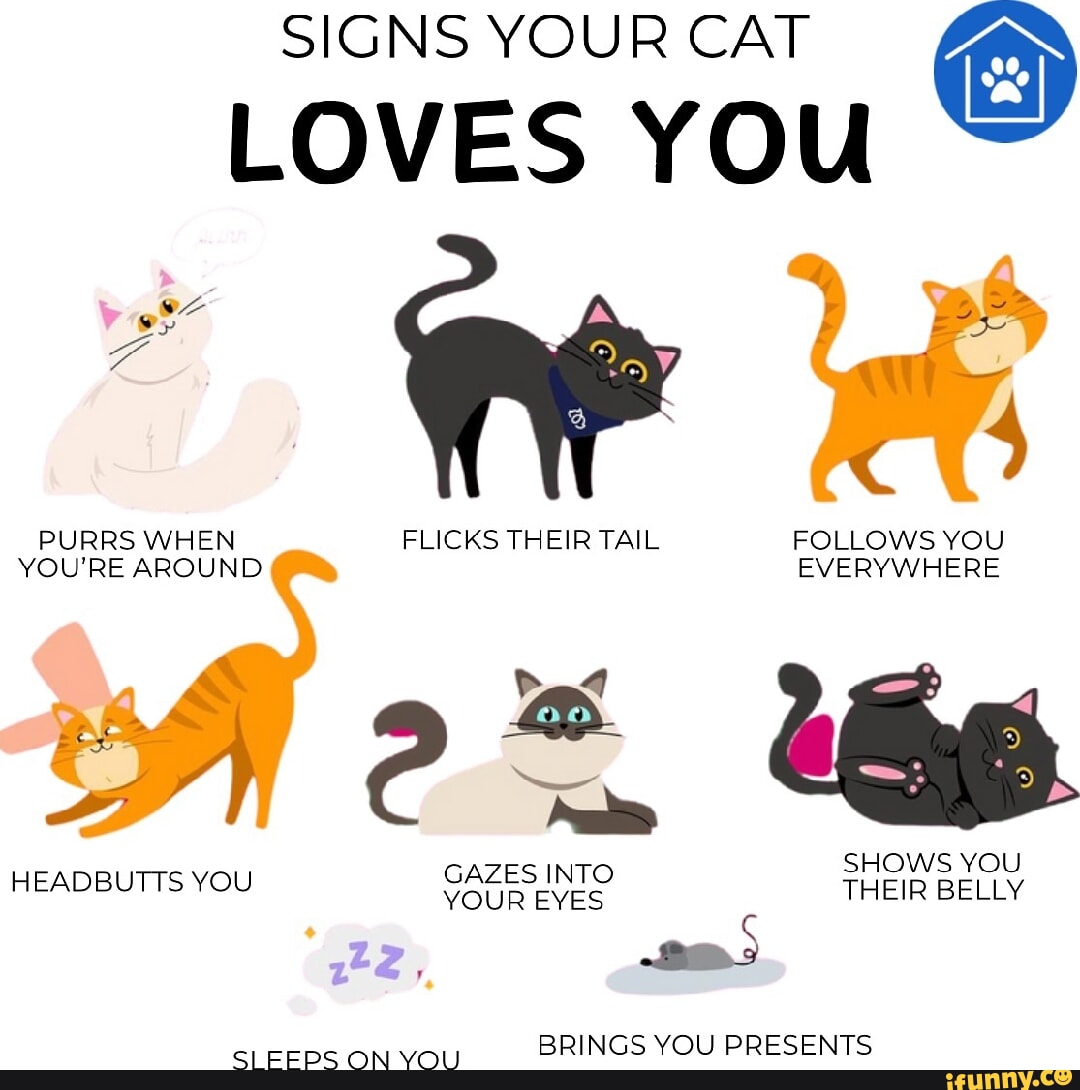 SIGNS YOUR CAT LOVES YOU FOLLOWS YOU EVERYWHERE FLICKS THEIR TAIL PURRS ...