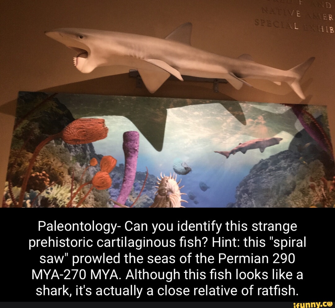 Paleontology- Can you identify this strange prehistoric cartilaginous ...