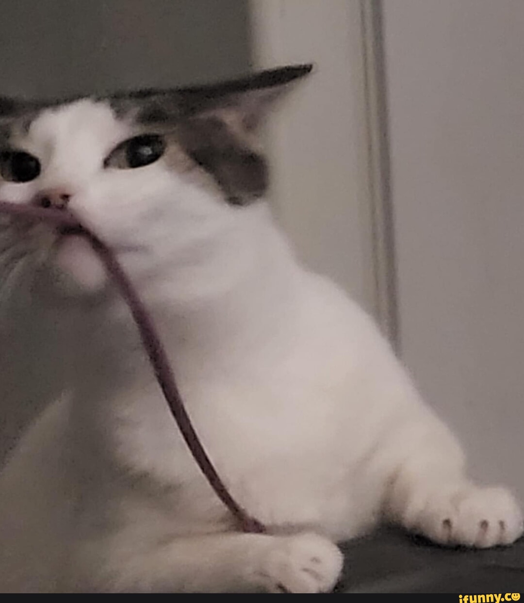 Cats memes memes. The best memes on iFunny