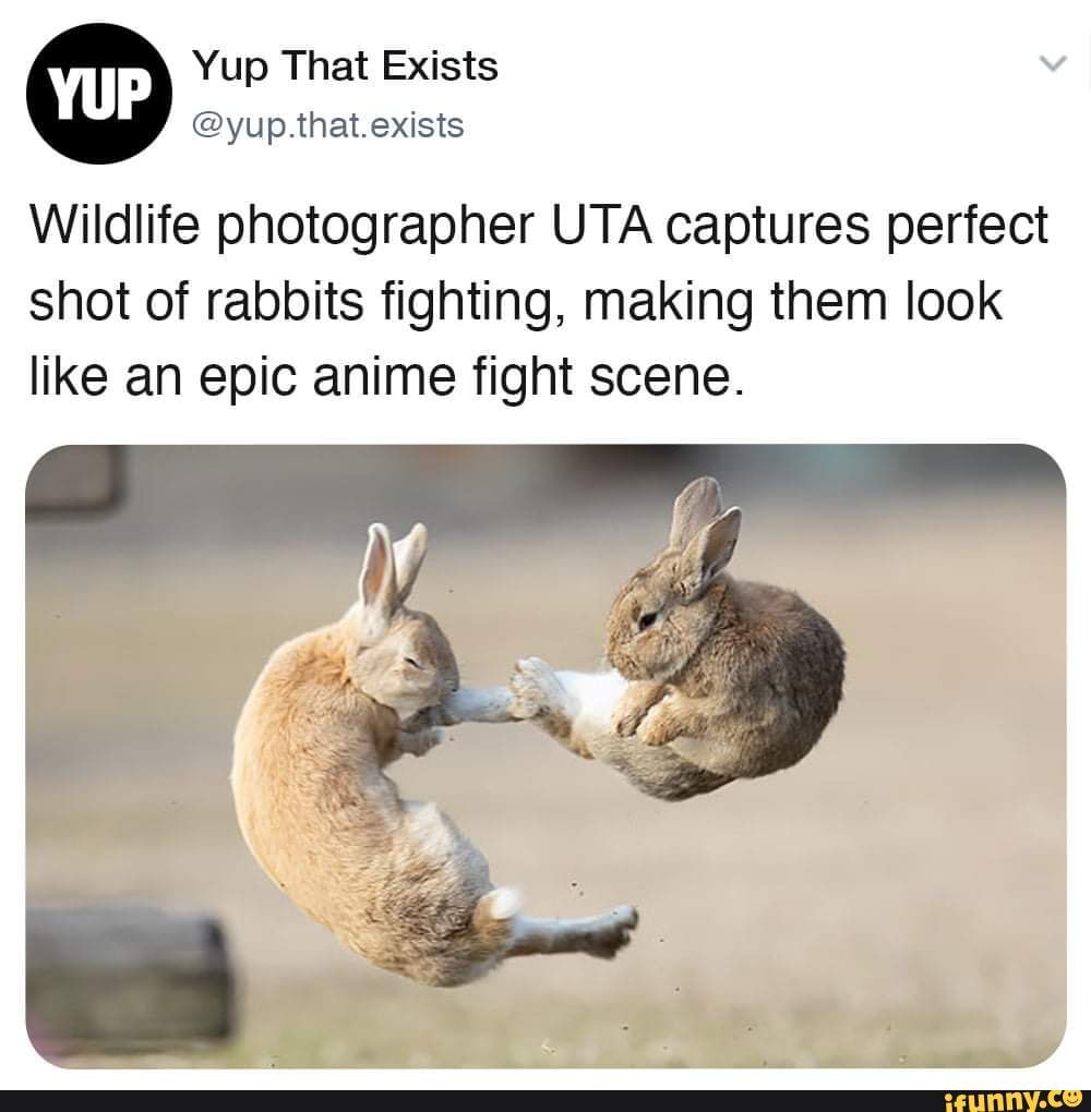 Wildlife photographer UTA captures perfect shot of rabbits fighting ...
