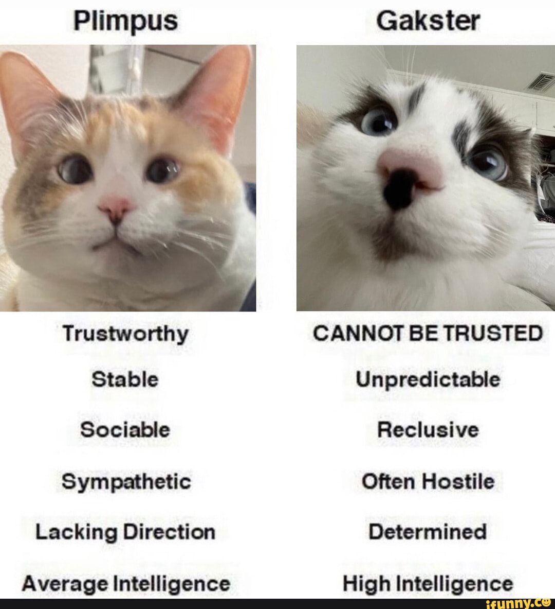 Gakster memes. Best Collection of funny Gakster pictures on iFunny