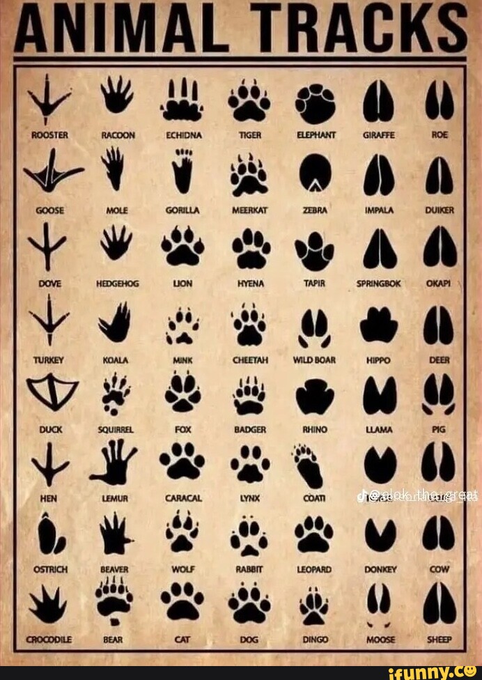 Okapi memes. Best Collection of funny Okapi pictures on iFunny