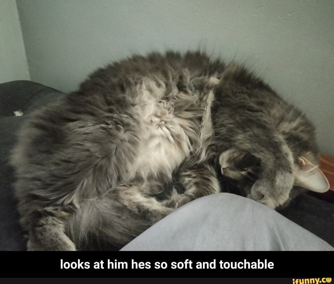 Touchable memes. Best Collection of funny Touchable pictures on iFunny