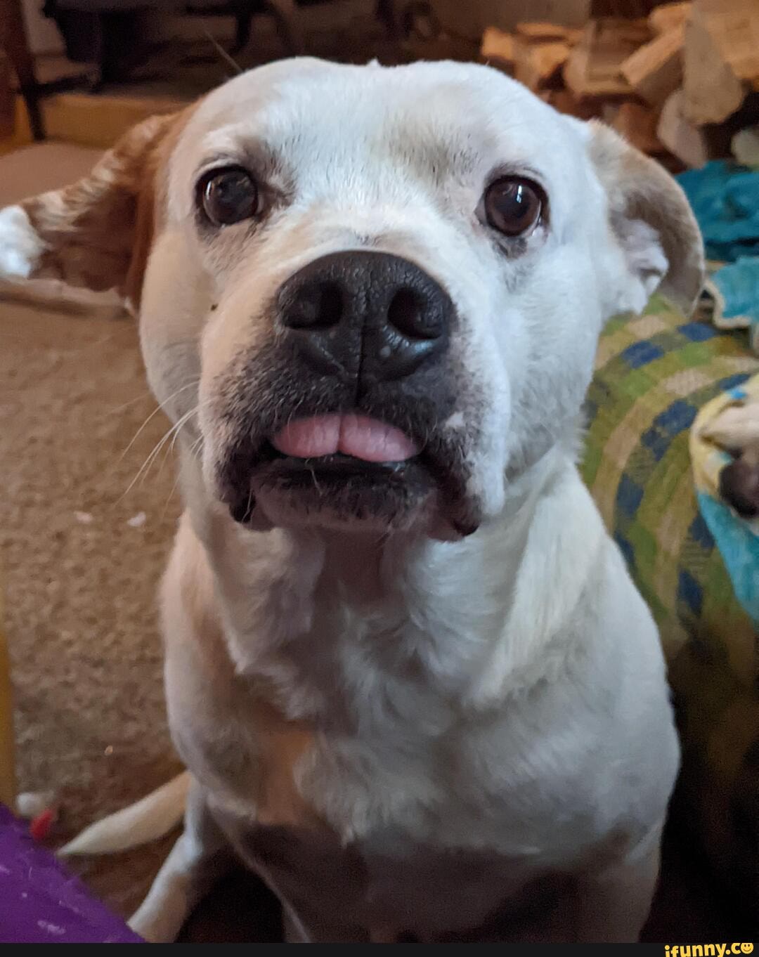 Uggy memes. Best Collection of funny Uggy pictures on iFunny