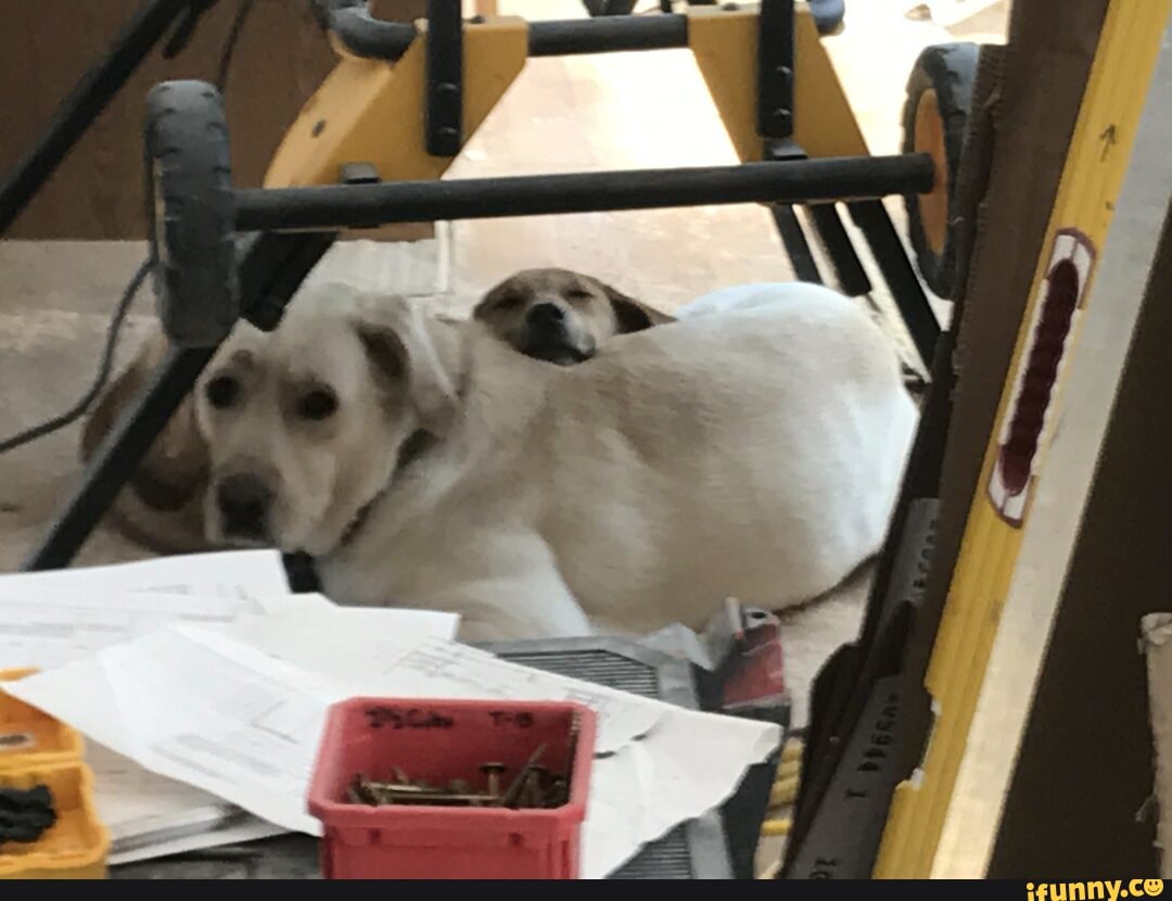 Go_pats memes. Best Collection of funny Go_pats pictures on iFunny