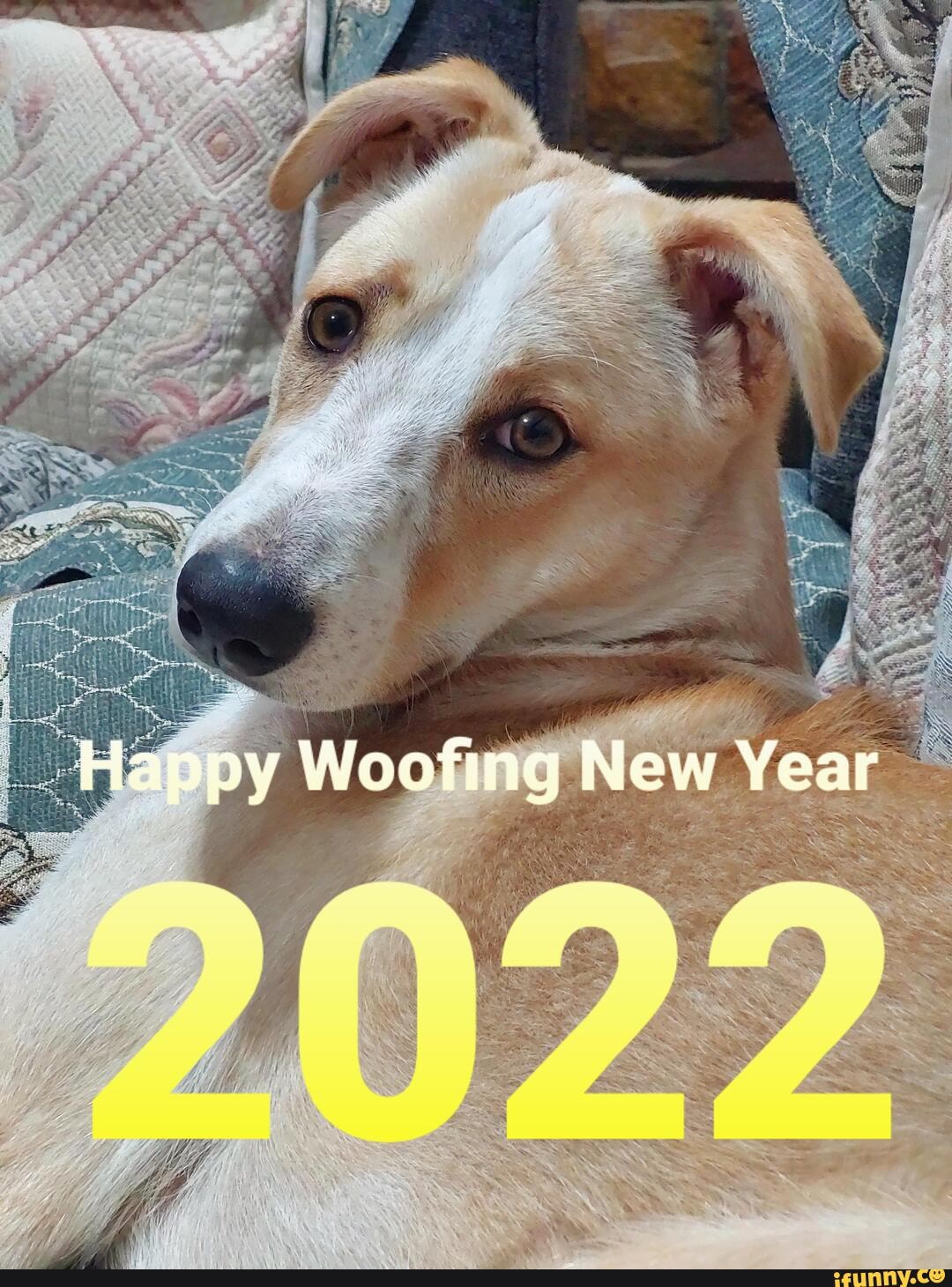 Woofing memes. Best Collection of funny Woofing pictures on iFunny