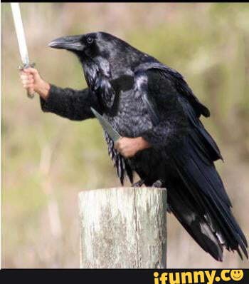 Common_raven memes. Best Collection of funny Common_raven pictures on ...