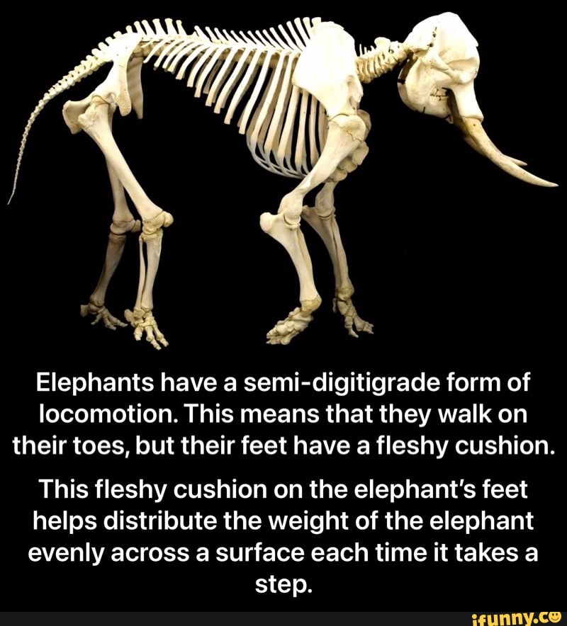 Semidegitigrade memes. Best Collection of funny Semidegitigrade ...