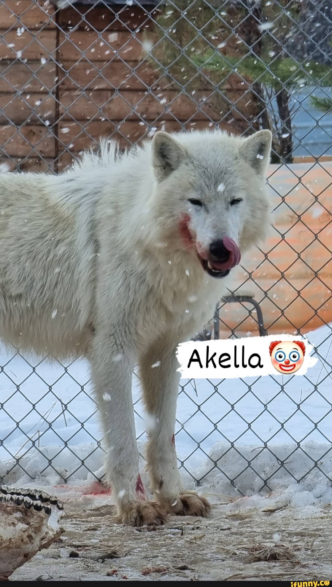 Wolves memes. Best Collection of funny Wolves pictures on iFunny