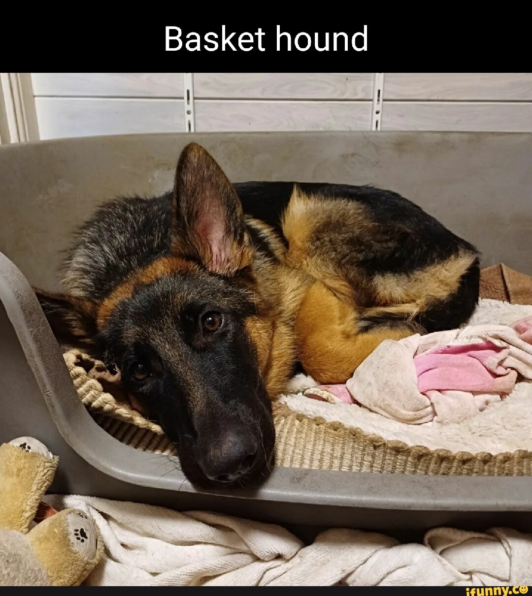 Hound memes. Best Collection of funny Hound pictures on iFunny