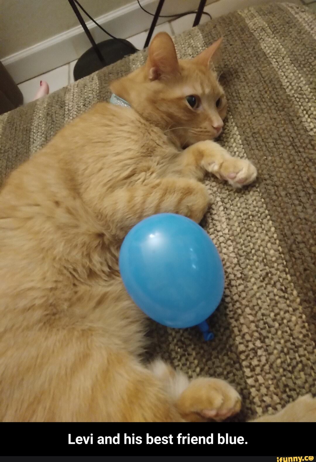 Levi and his best friend blue. - Levi and his best friend blue. - iFunny