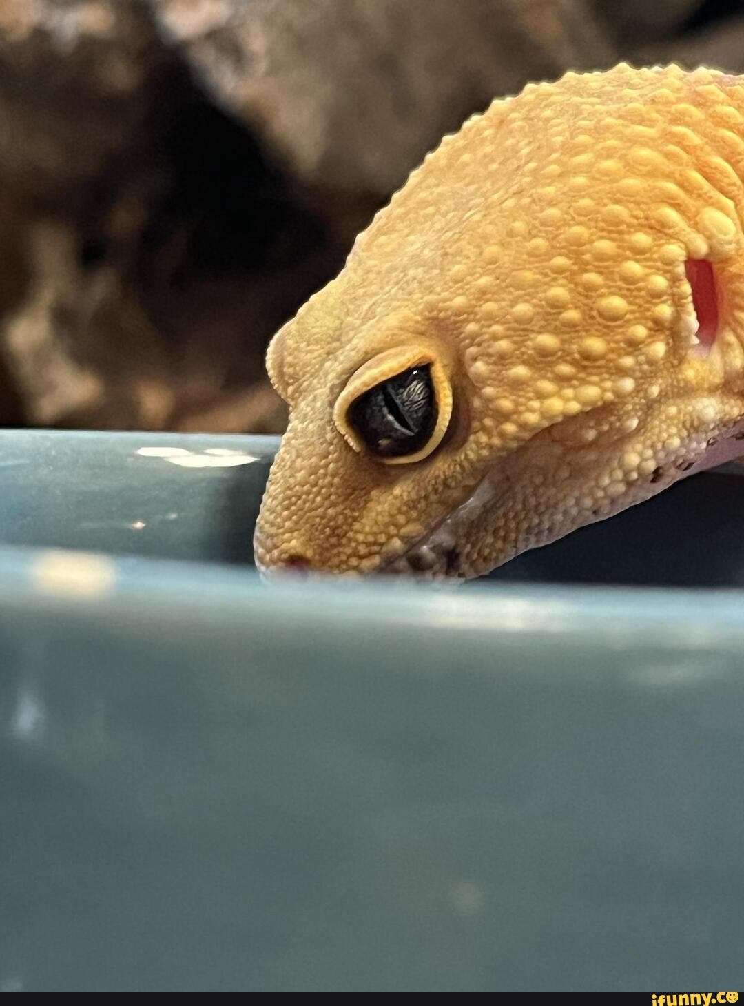 Leopard_gecko memes. Best Collection of funny Leopard_gecko pictures on ...
