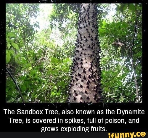 The Sandbox Tree, also known as the Dynamite Tree, is covered in spikes ...