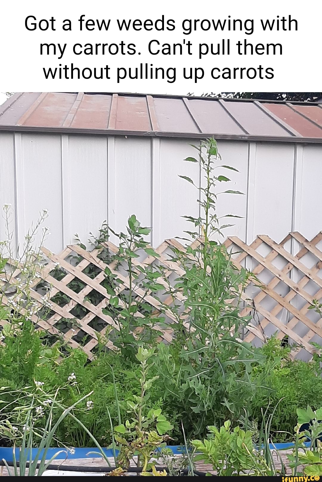 Carrots memes. Best Collection of funny Carrots pictures on iFunny