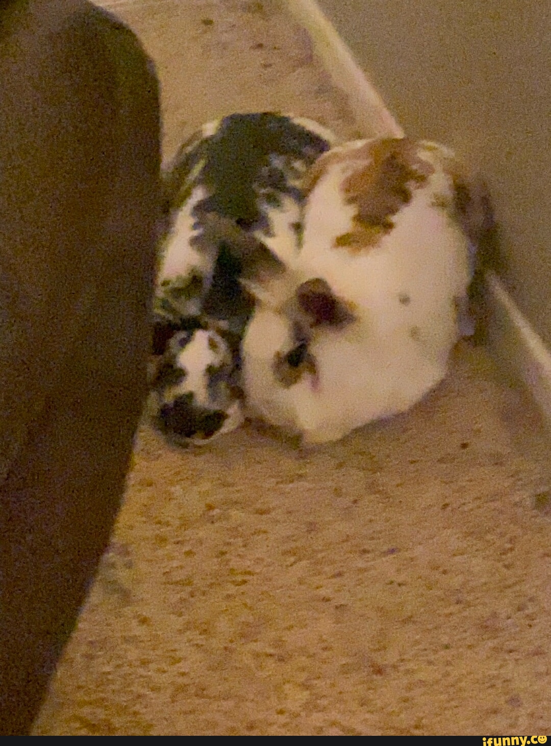 Gremlin memes. Best Collection of funny Gremlin pictures on iFunny