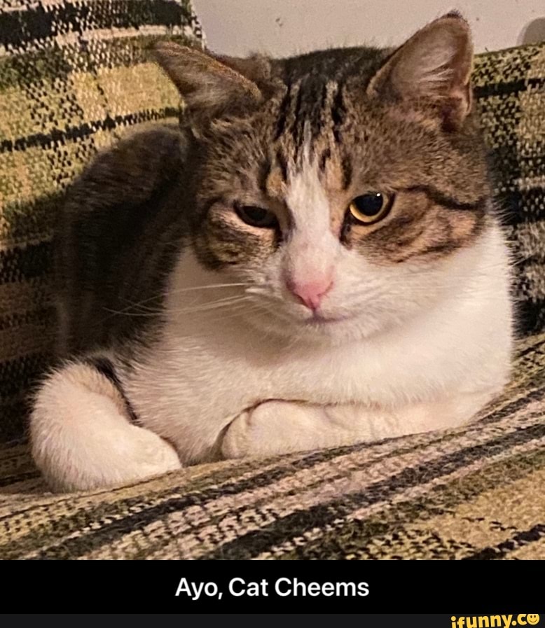 Ayo, Cat Cheems - Ayo, Cat Cheems - iFunny