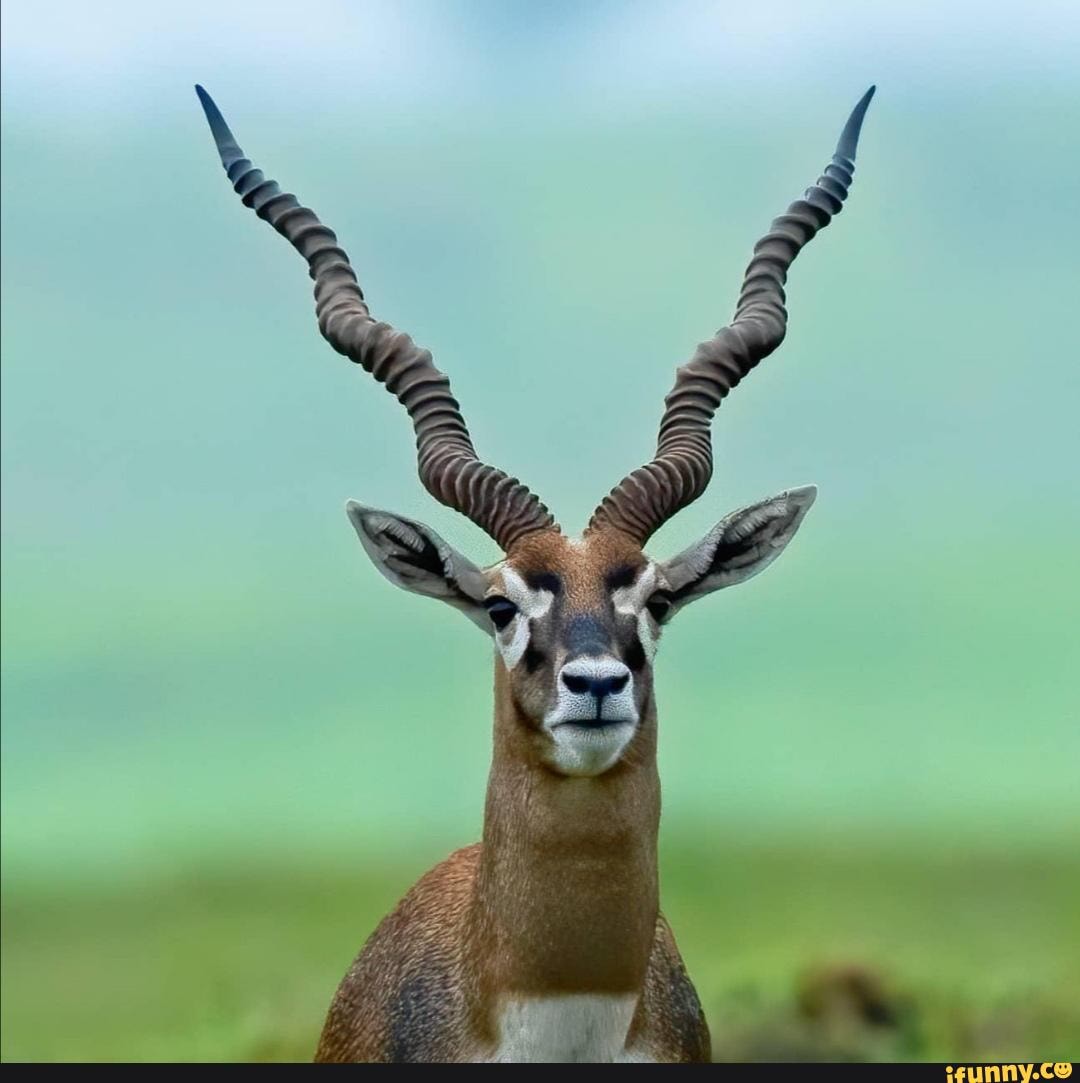 Blackbuck memes. Best Collection of funny Blackbuck pictures on iFunny