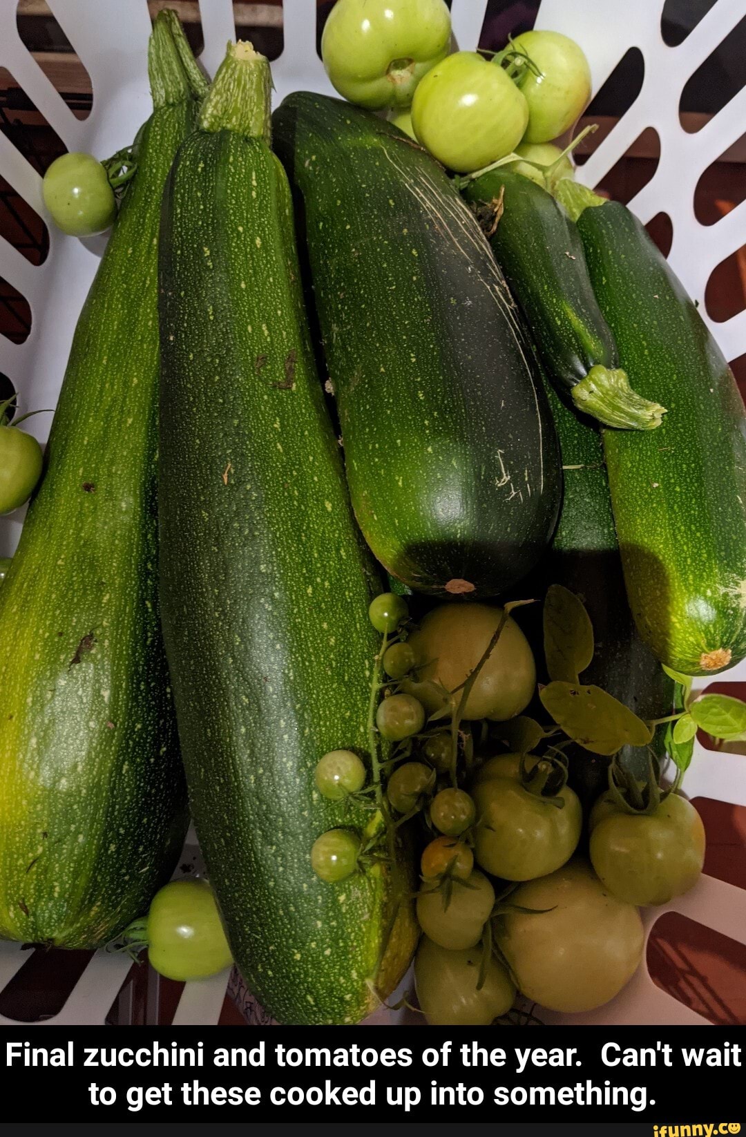 Final zucchini and tomatoes of the year. Can't wait to get these cooked ...