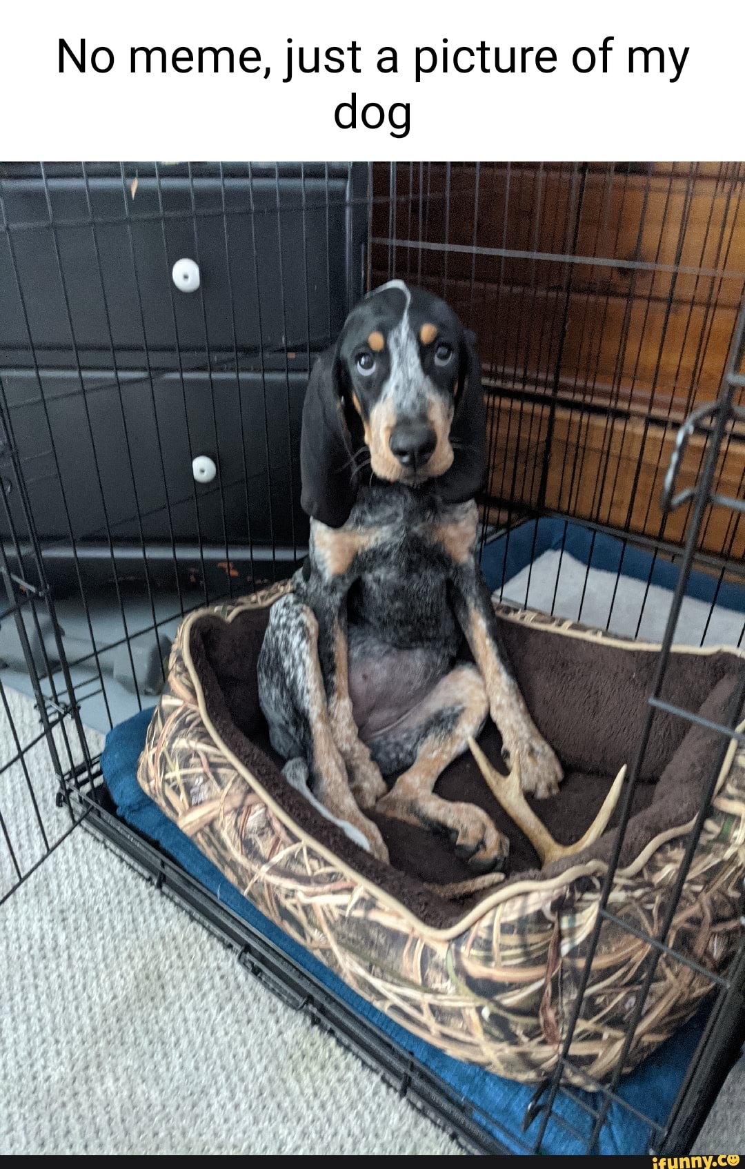 In Dog Cage Meme