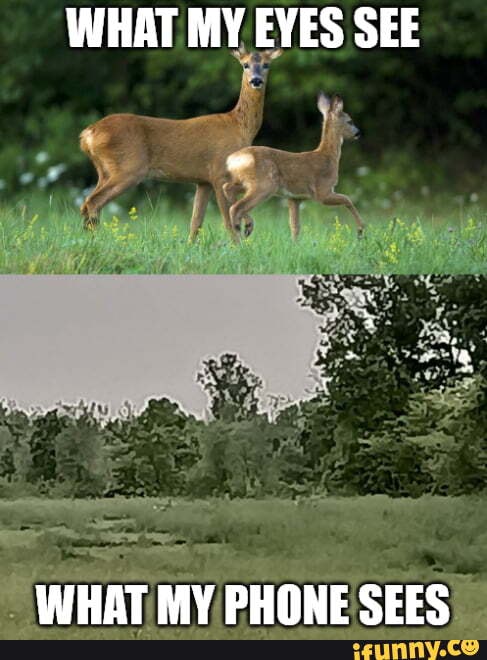 Roe_deer memes. Best Collection of funny Roe_deer pictures on iFunny