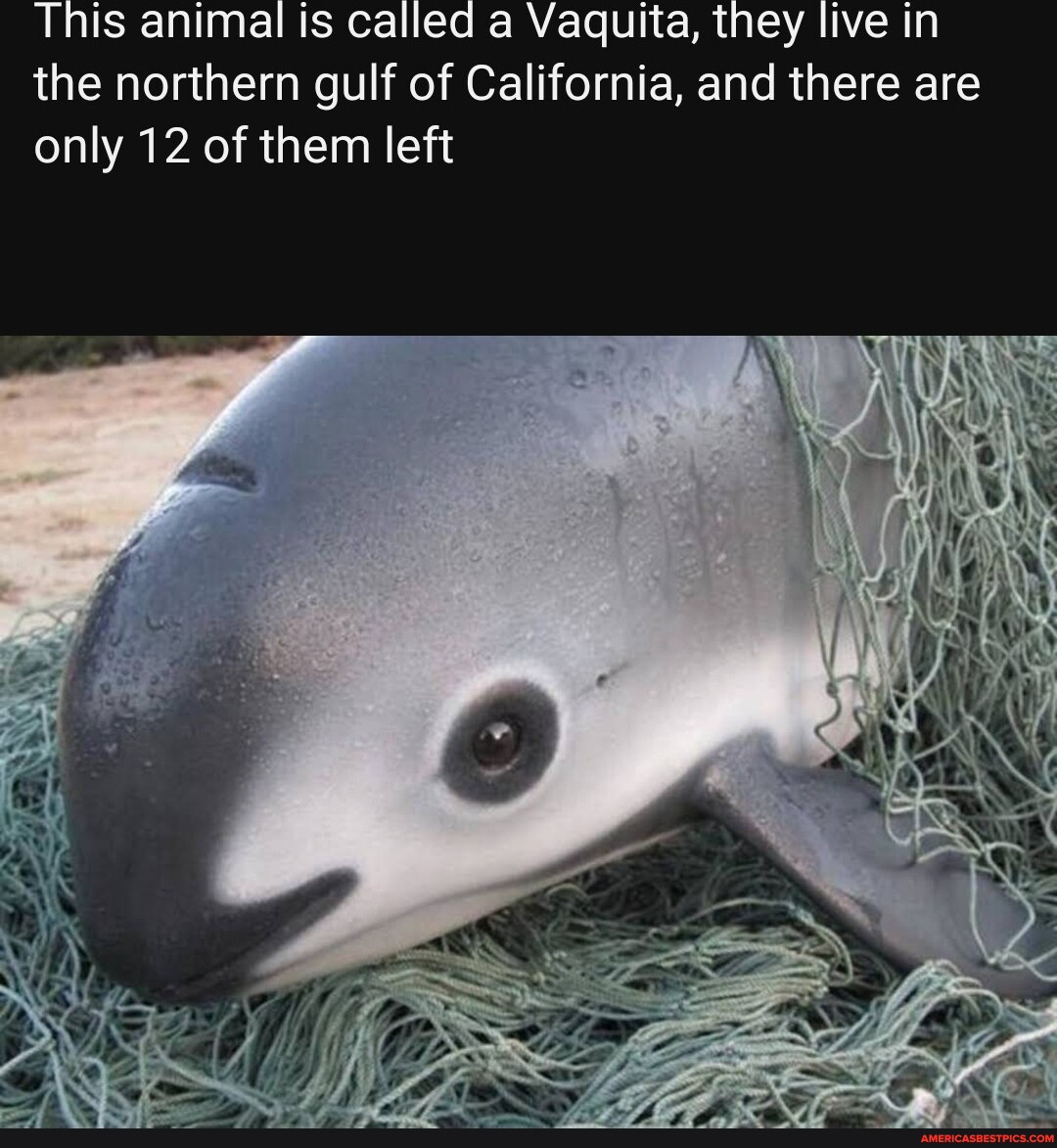 This animal is called a Vaquita, they live in the northern gulf of ...