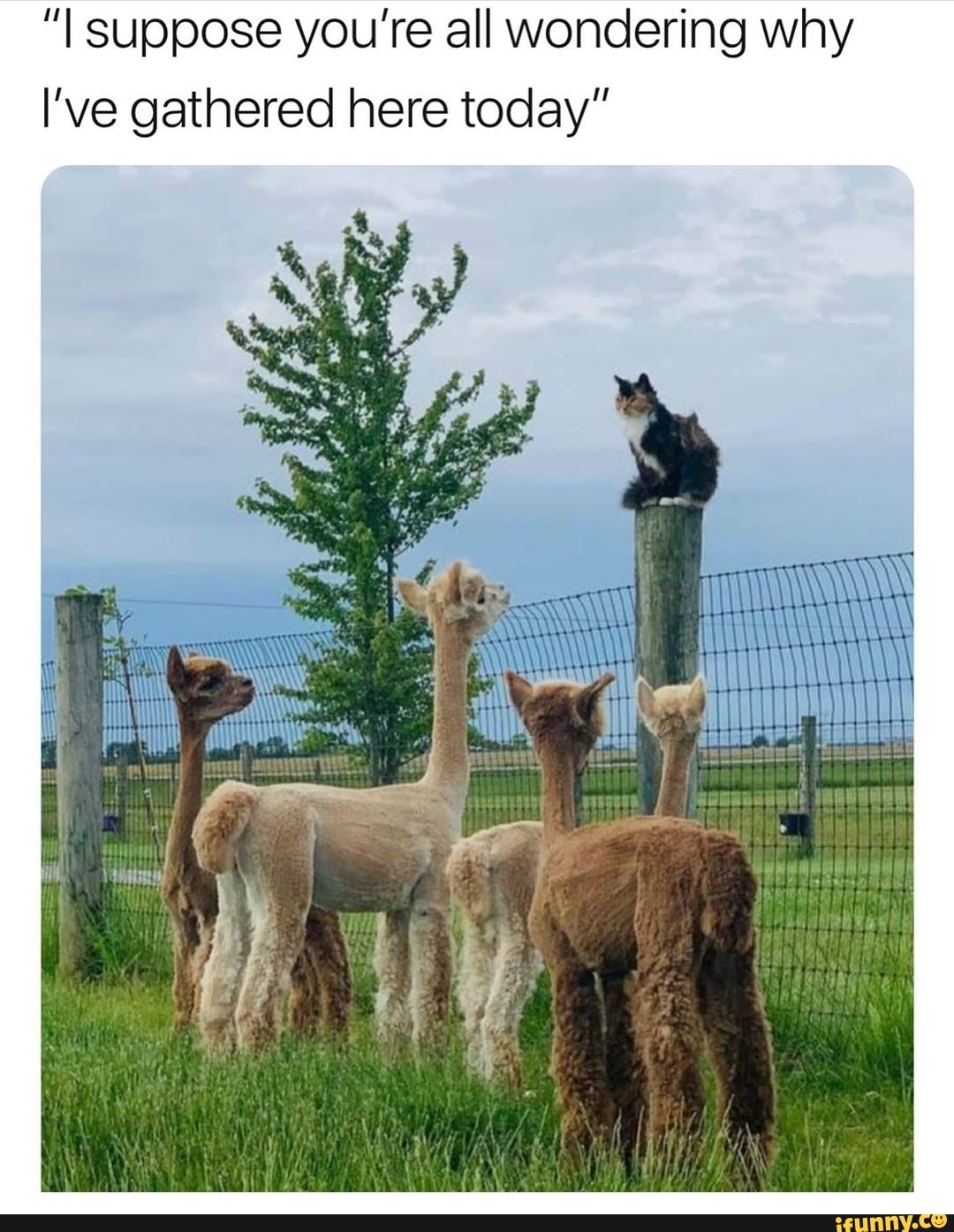 “I suppose you're all wondering why I’ve gathered here today” - iFunny