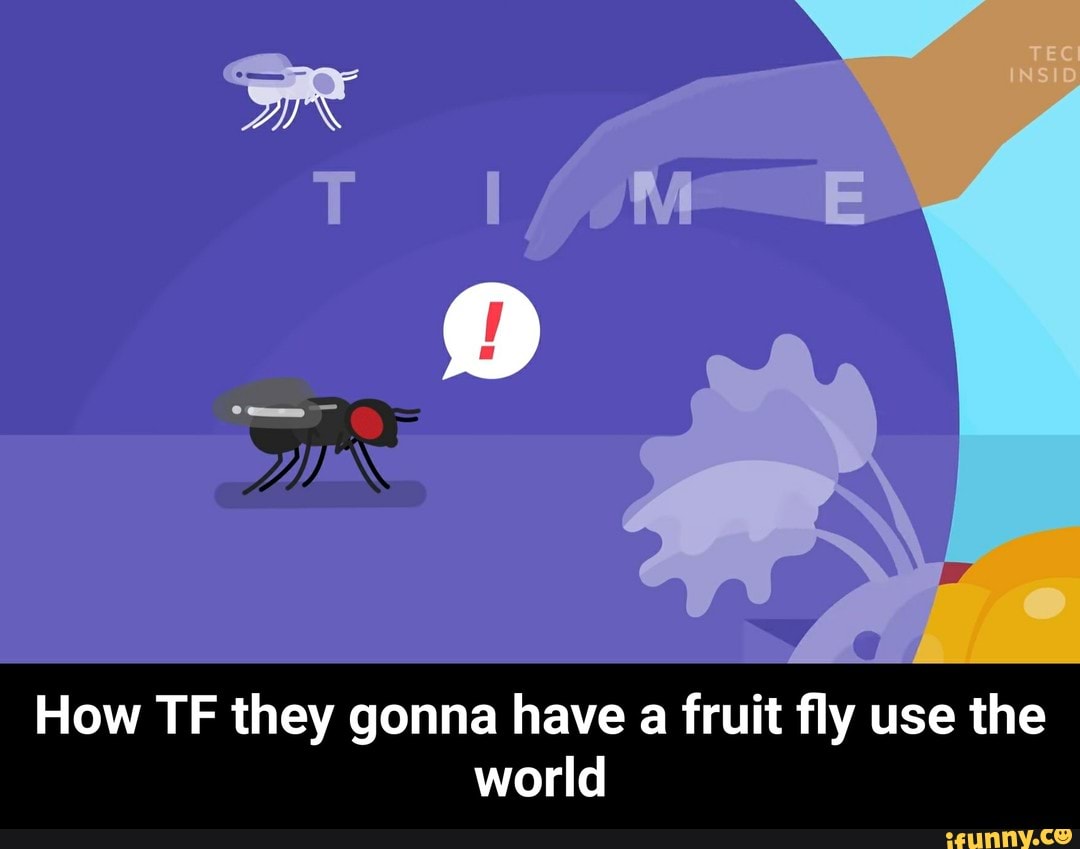 Fruitfly memes. Best Collection of funny Fruitfly pictures on iFunny