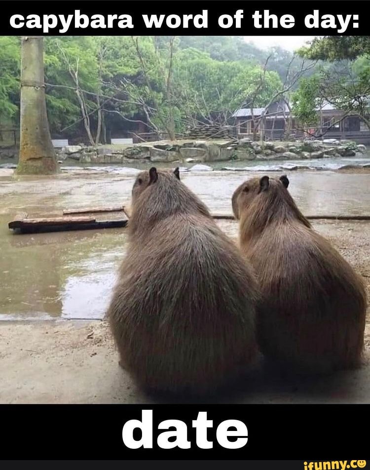 Capybara word of the day: date - iFunny