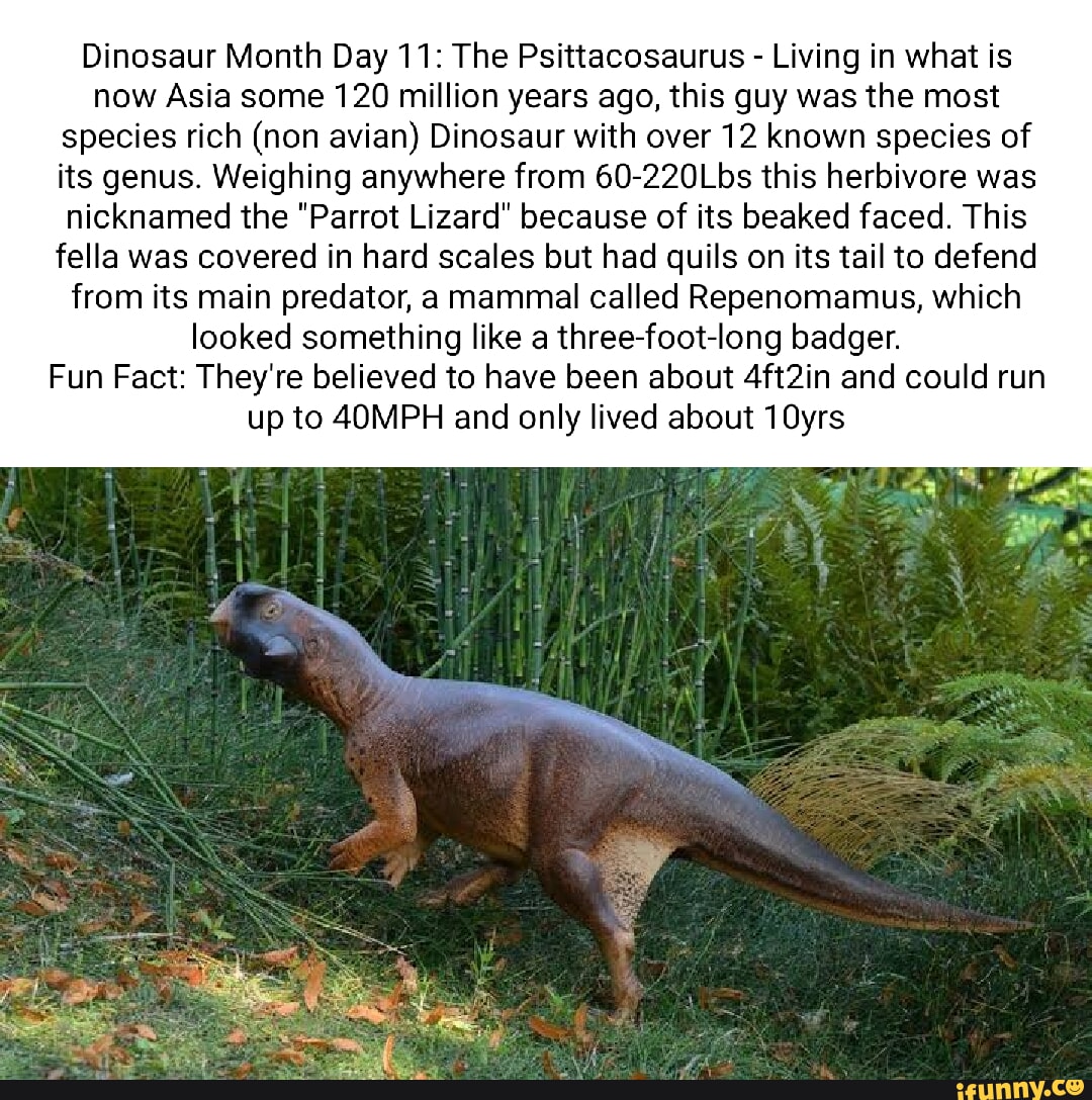 Dinosaur Month Day 11: The Psittacosaurus - Living in what is now Asia ...