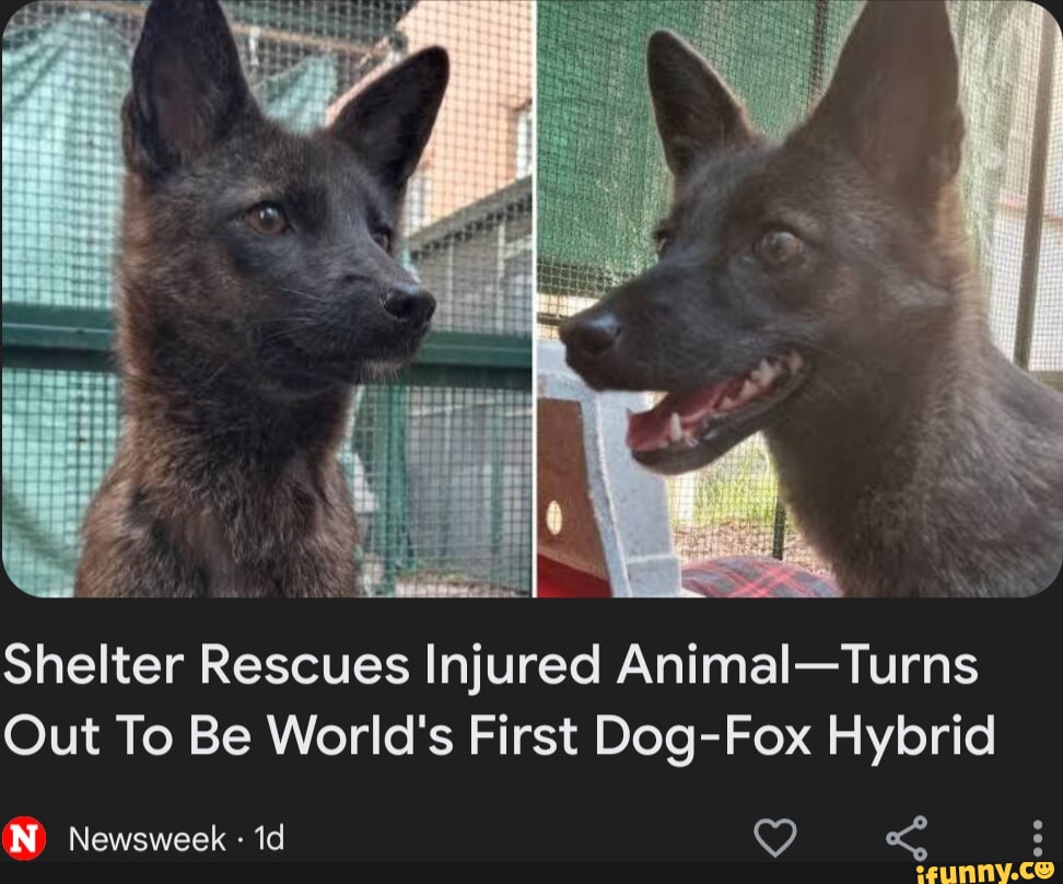 Shelter Rescues Injured Animal-Turns Out To Be World's First Dog-Fox ...