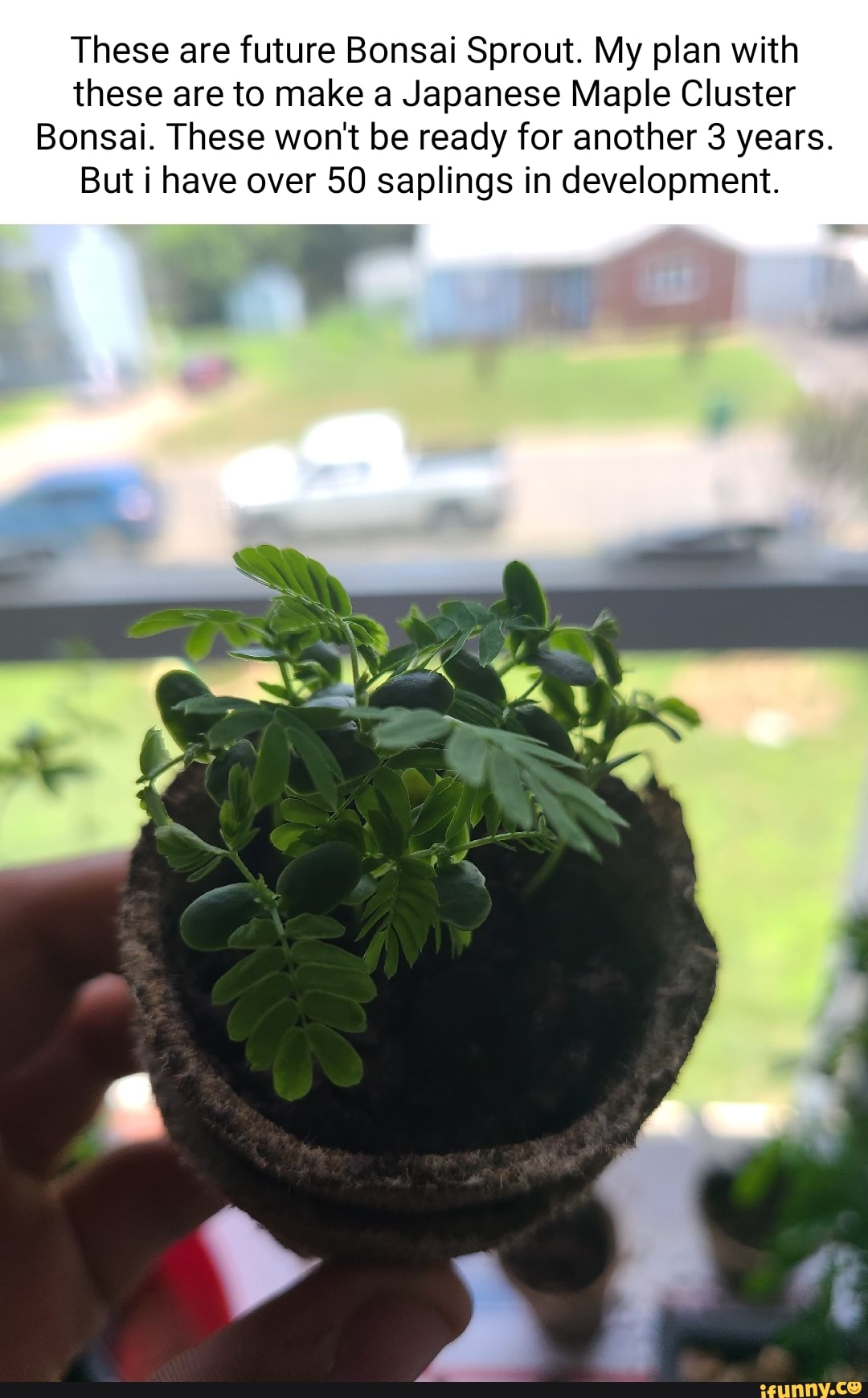 Bonsai memes. Best Collection of funny Bonsai pictures on iFunny