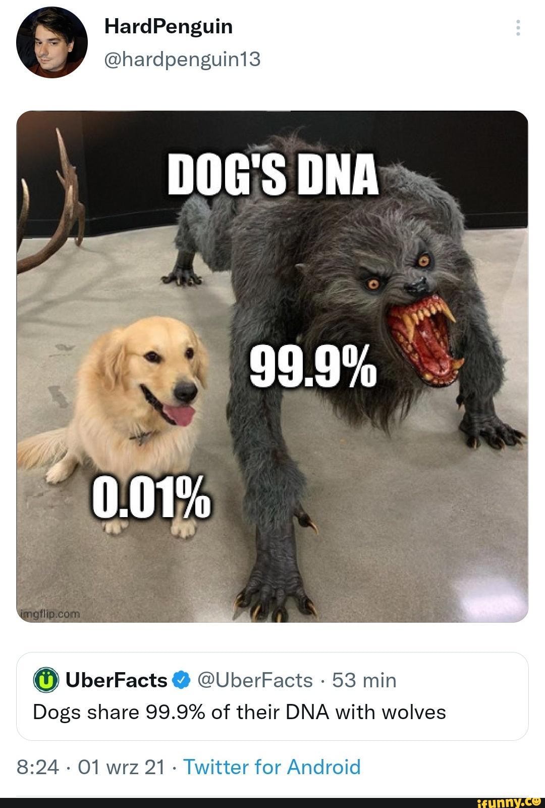 Yet again, I bring memes (a dump) - HardPenguin @hardpenguin13 DOG'S ...