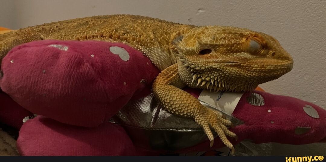 Gabiru memes. Best Collection of funny Gabiru pictures on iFunny