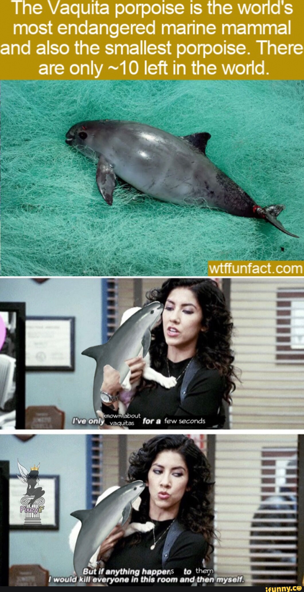 Tine Vaguita porpoise Is the world's most endangered marine mammal and ...