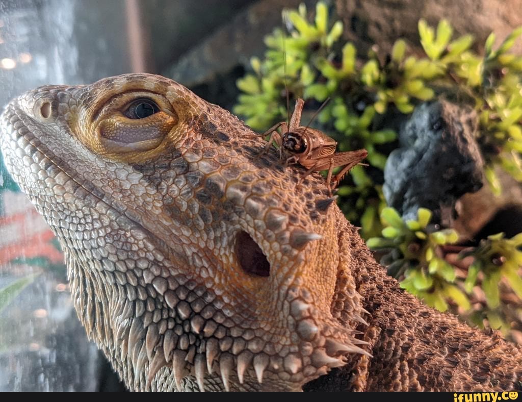 Bearded_dragon memes. Best Collection of funny Bearded_dragon pictures ...