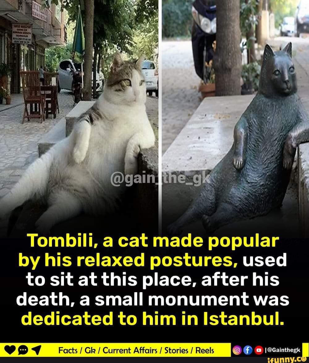 Tombili, a cat made popular by his relaxed postures, used to sit at ...