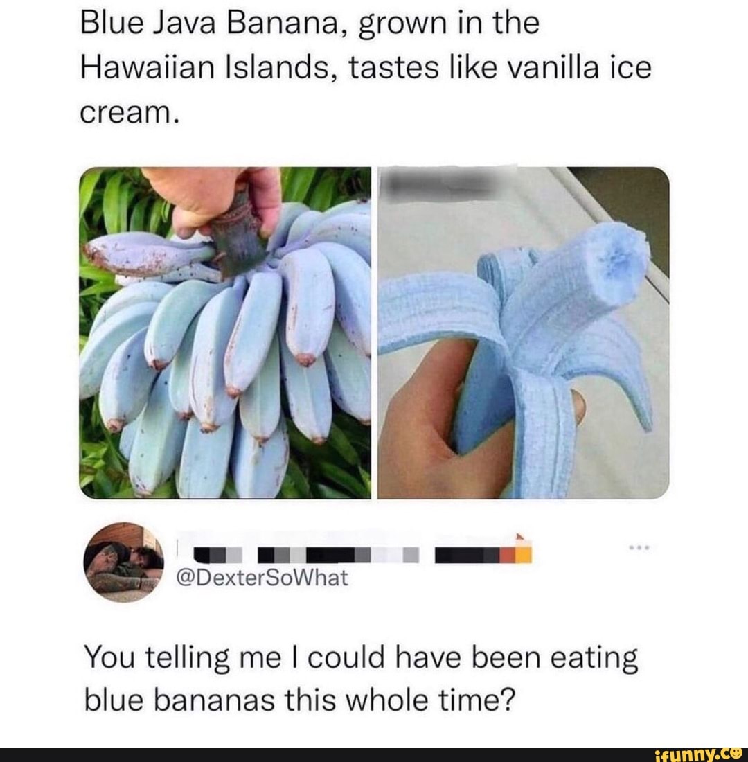 Blue Java Banana, grown in the Hawaiian Islands, tastes like vanilla ...